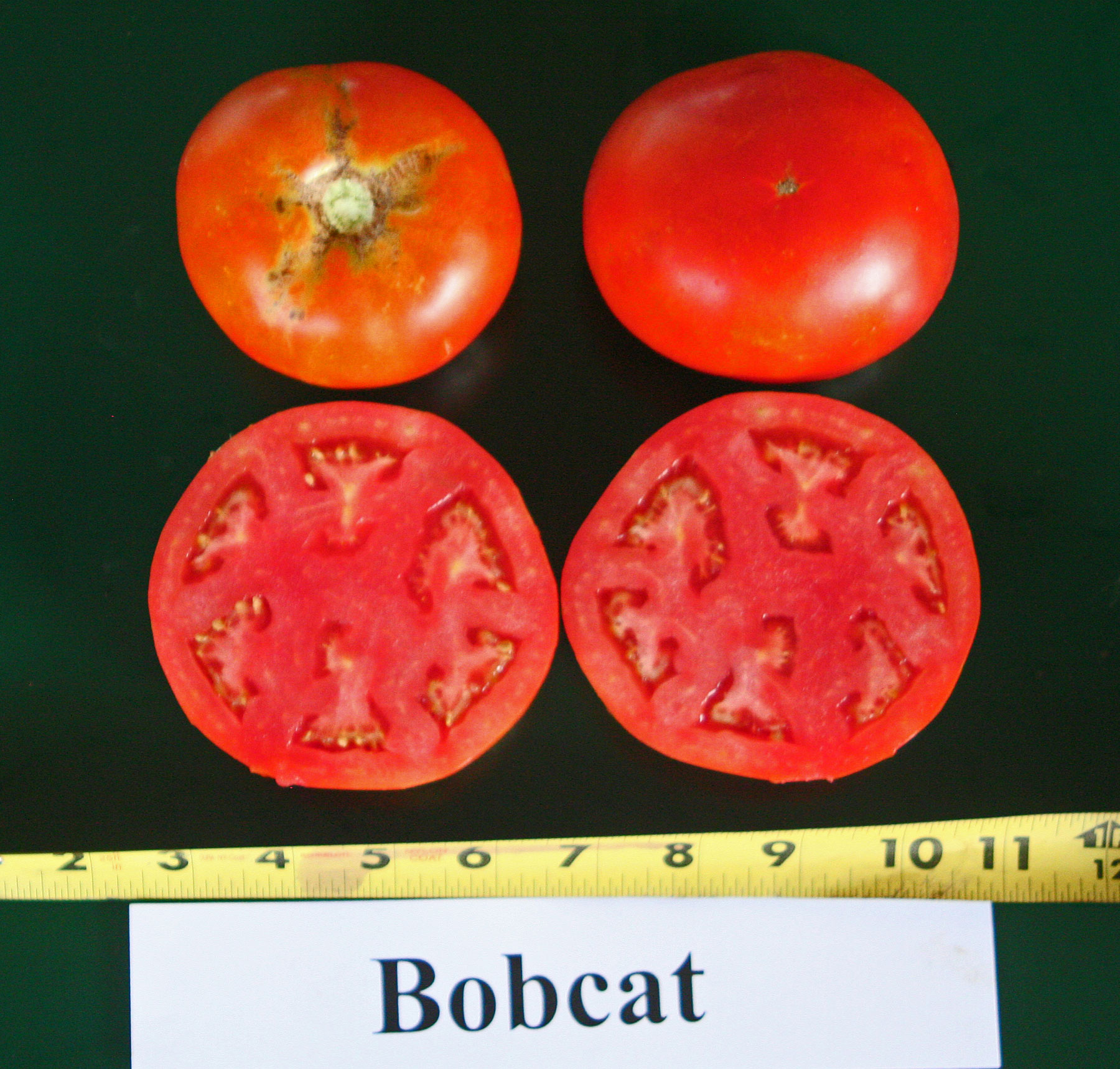 PLANTanswers: Plant Answers > 'BobCat' - Rodeo Tomato for 2015