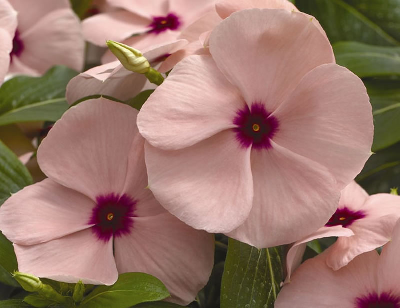PLANTanswers: Plant Answers > DISEASE RESISTANT ANNUAL VINCA (PERIWINKLE)