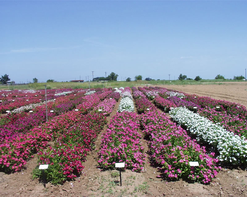 PLANTanswers: Plant Answers > DISEASE RESISTANT ANNUAL VINCA (PERIWINKLE)